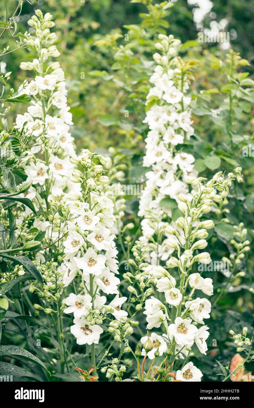 Beautiful white double flowers of delphinium blossoming in organic ...