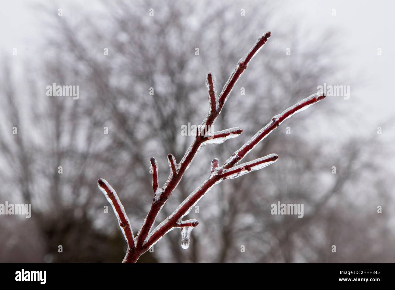 Ice Covered Branch After Freezing Rain or Fog Stock Photo - Alamy