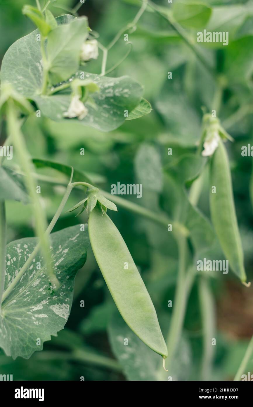 Young green pods of peas growing on vine in vegetable garden. Organic ...