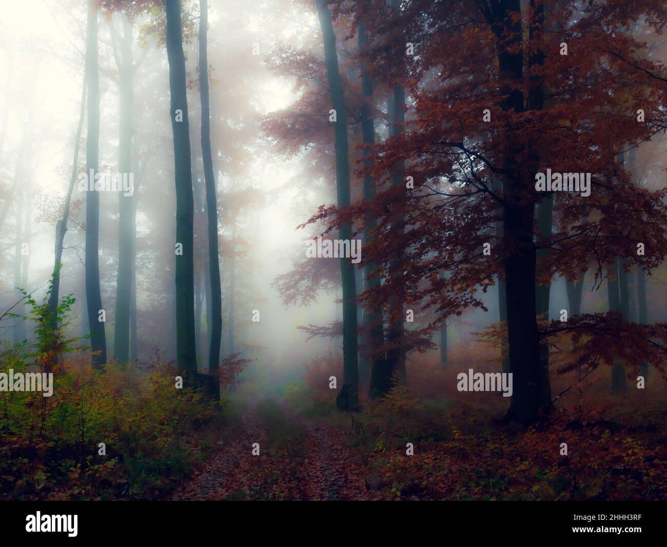 Mysterious foggy forest, beech trees, colorful foliage, leafs,fog,tree trunks, gloomy autumn ...