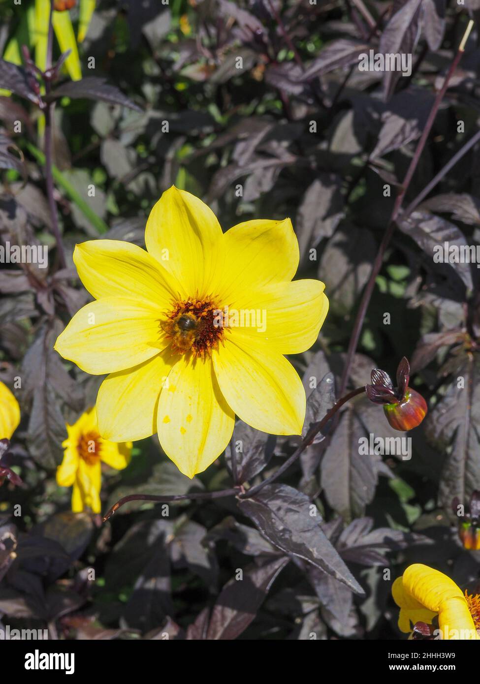 Beautiful english landscape yellow hi-res stock photography and images ...