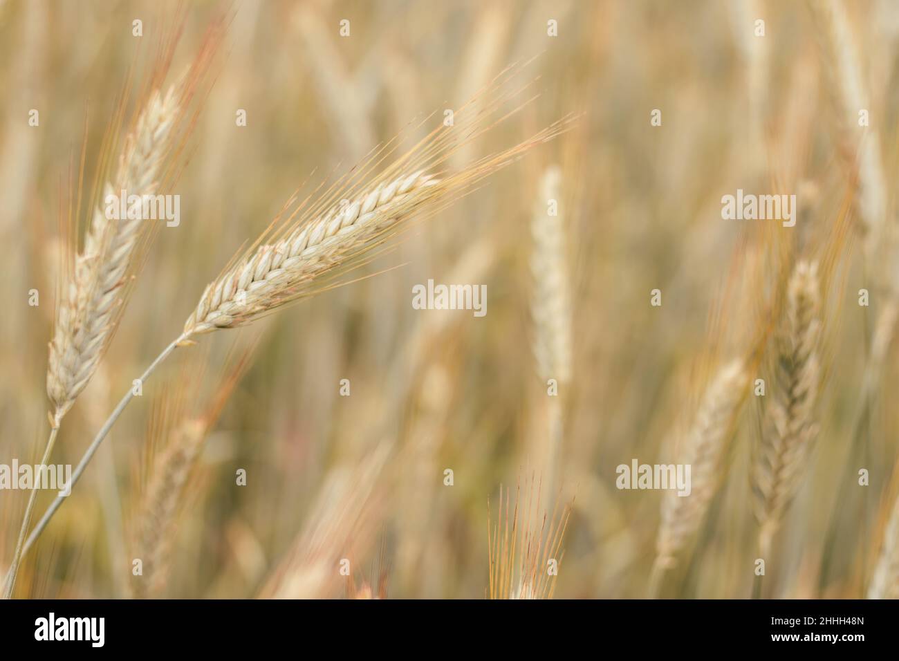 Rural scenery of dry ripe rye spikelets of meadow field in summer ...