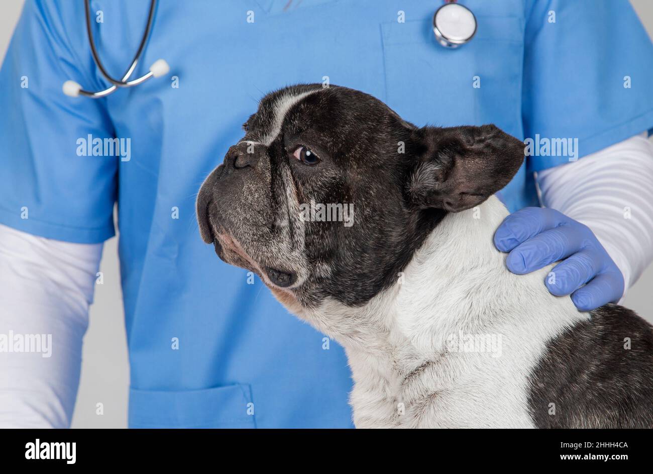 Scared dog at the veterinary surgery Stock Photo - Alamy