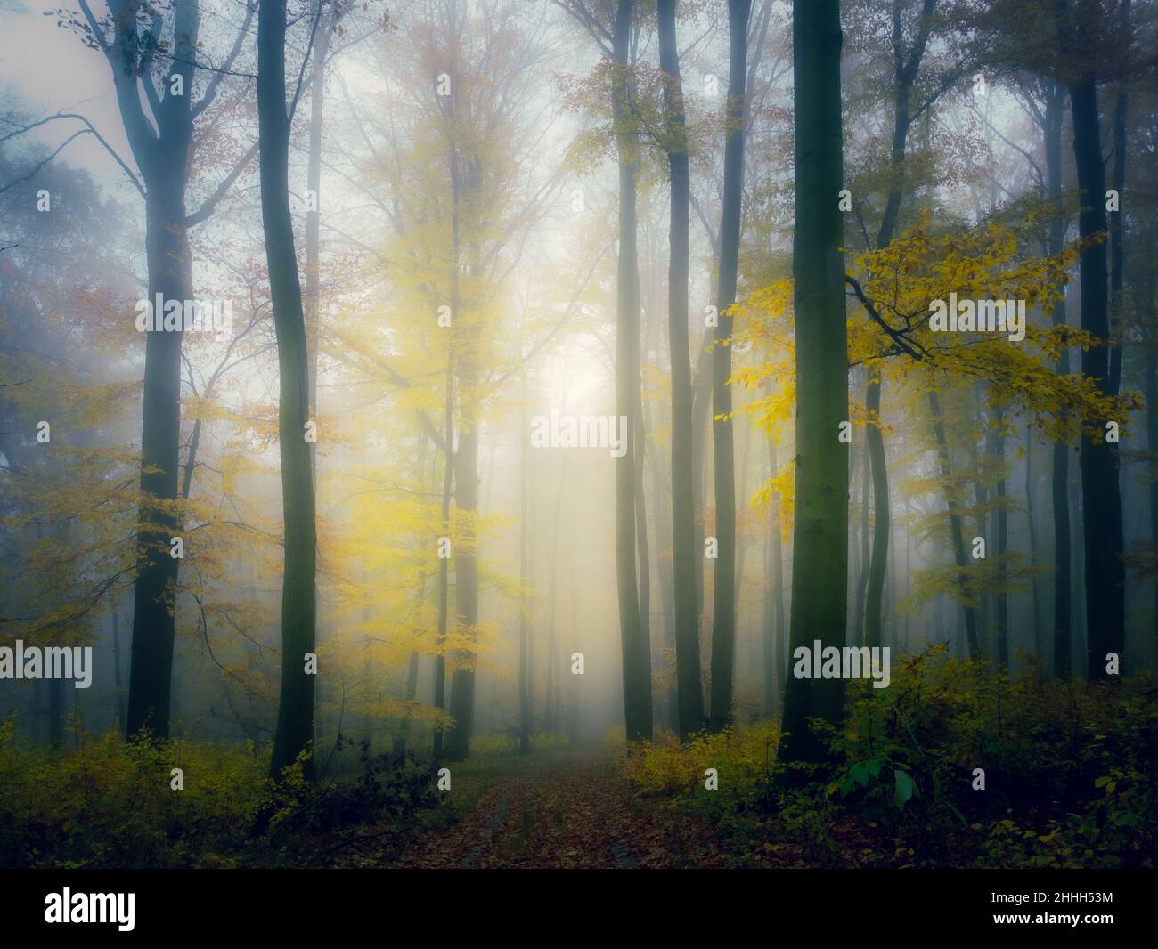 Mysterious foggy forest, forest road, trees, colorful foliage, leafs ...