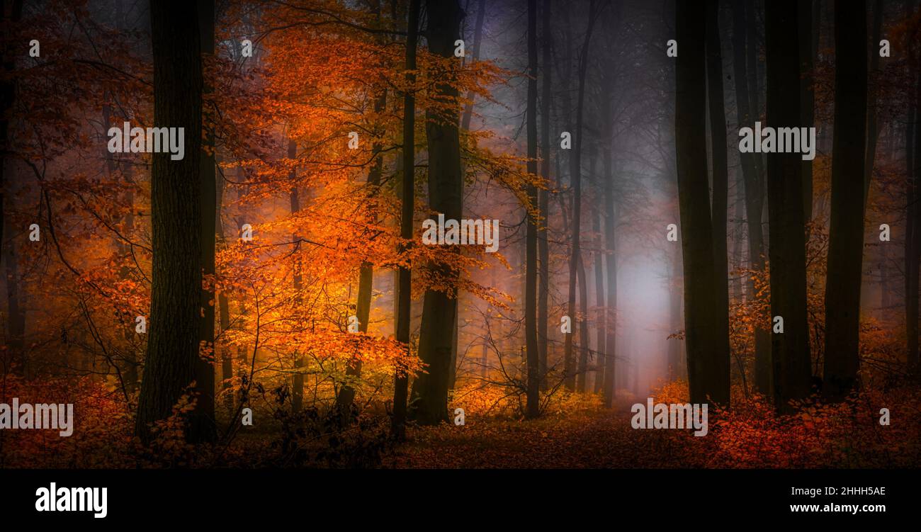 Mysterious foggy forest, forest road, beech trees, colorful foliage ...
