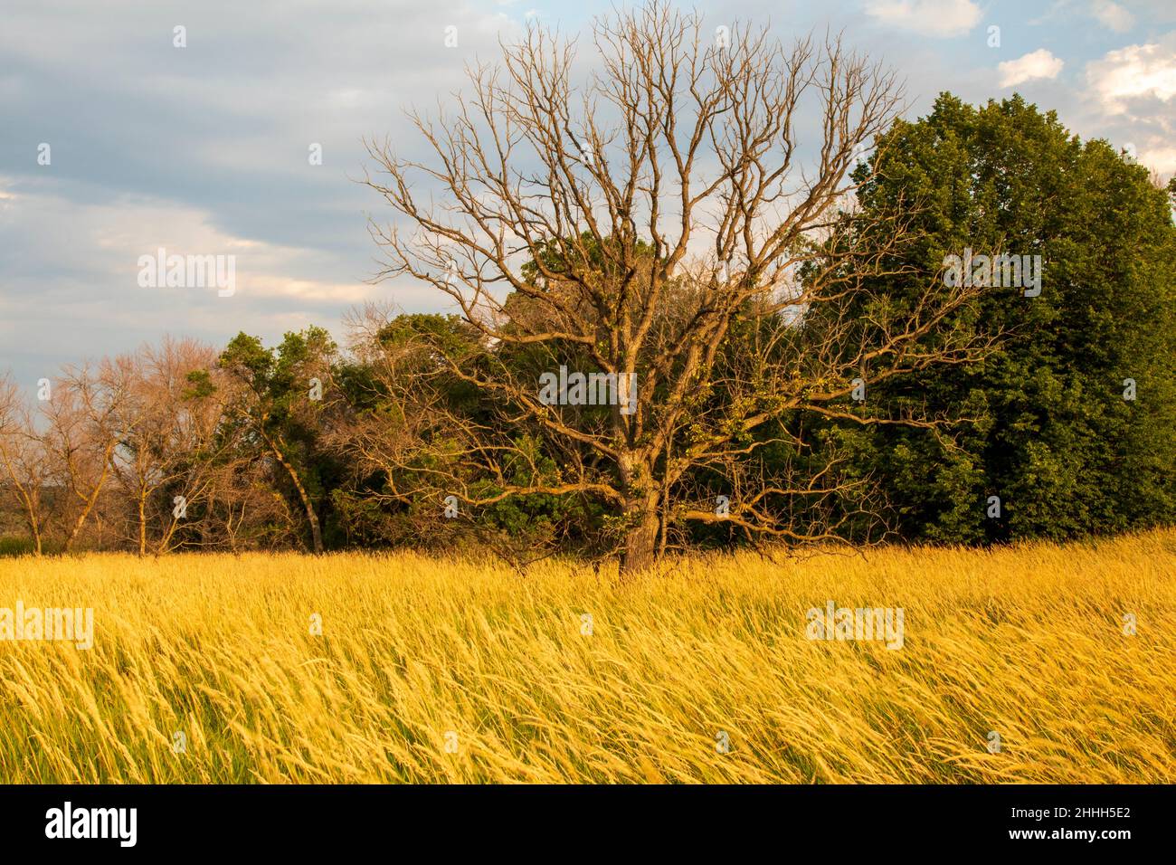Golden prairie hi-res stock photography and images - Alamy