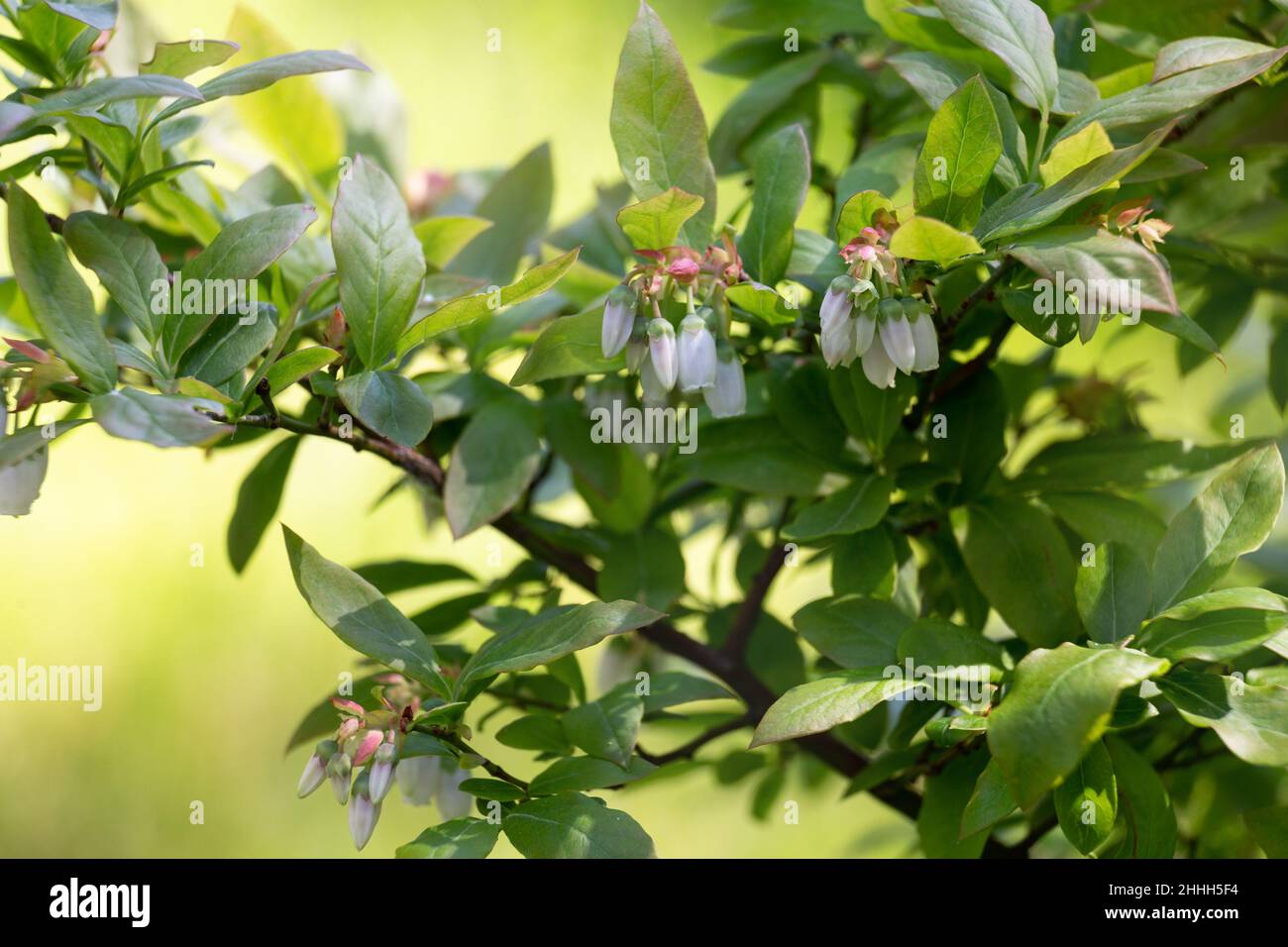 Northern highbush blueberry (Vaccinium corymbosum) in bloom Stock Photo ...