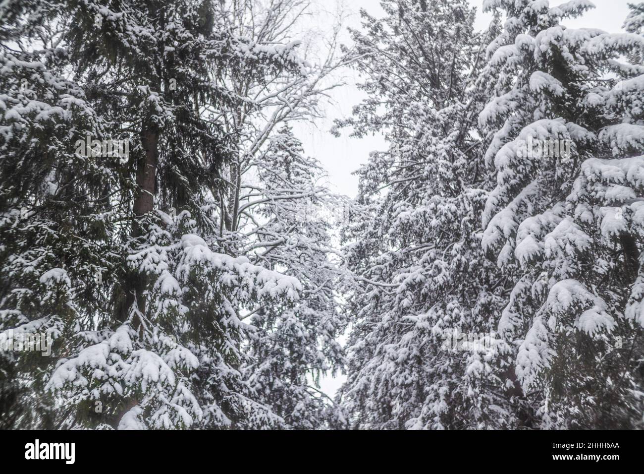 winter forest landscape wild snow edge fabulous trees.snow covered ...