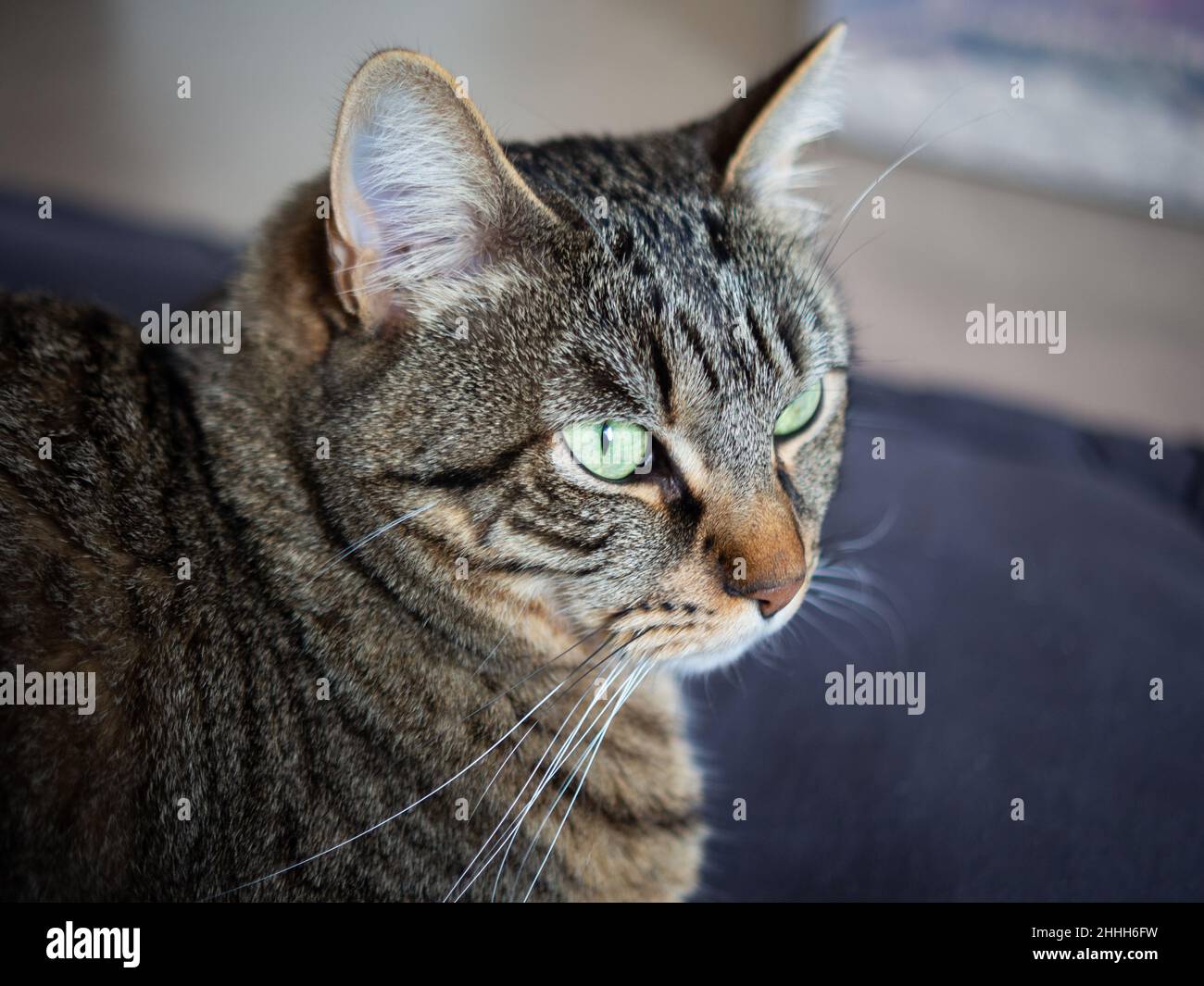 Common cat breed hi-res stock photography and images - Alamy