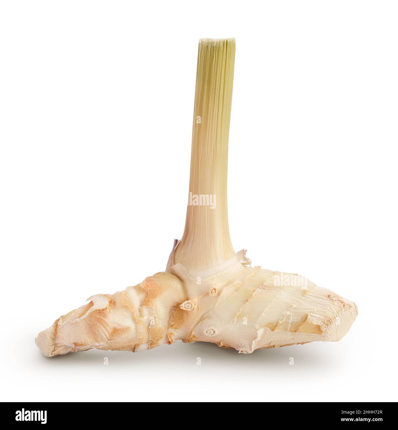 Fresh galangal root isolated on white background with clipping path and ...