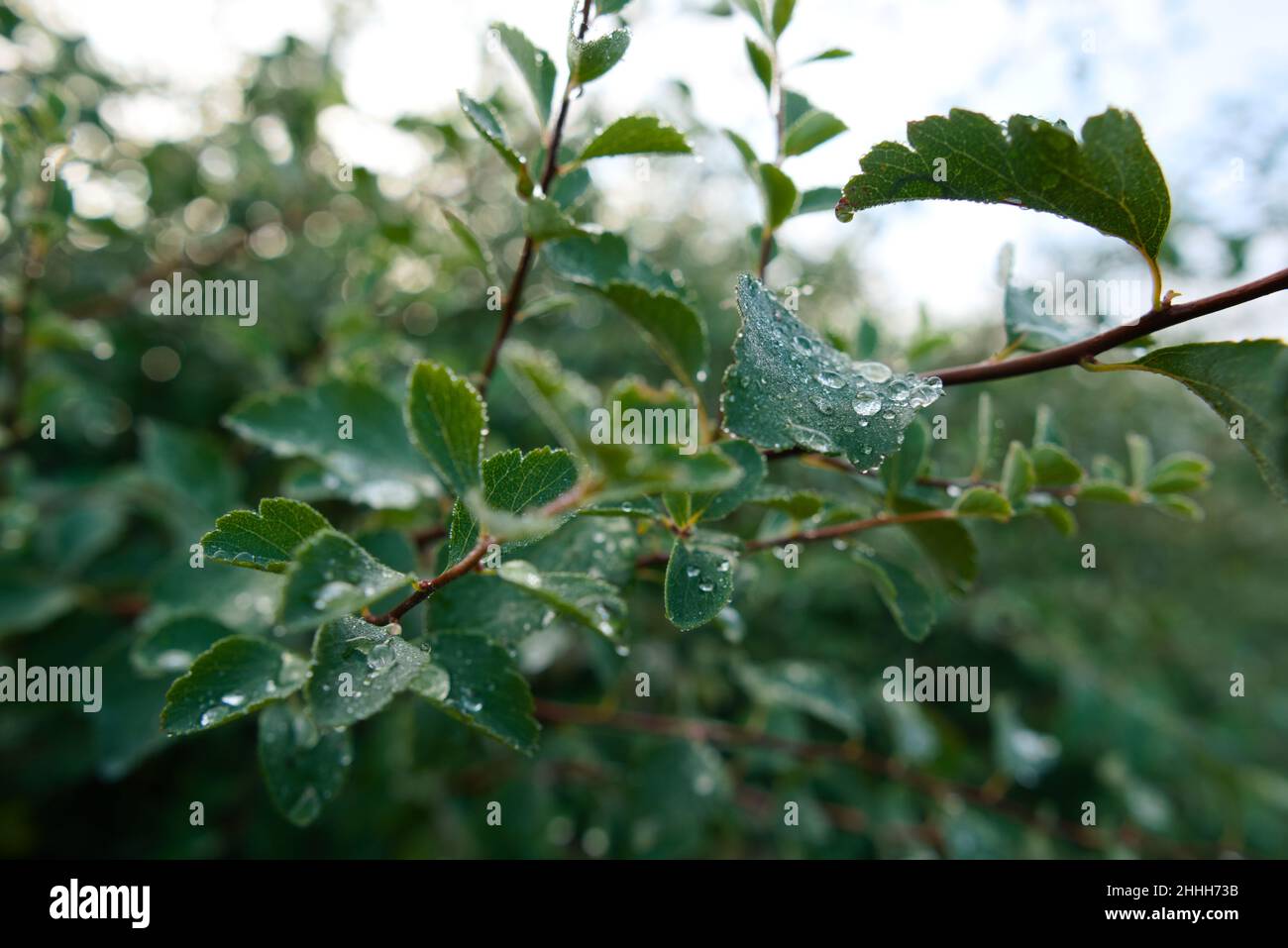 Crispy leaves hi-res stock photography and images - Alamy