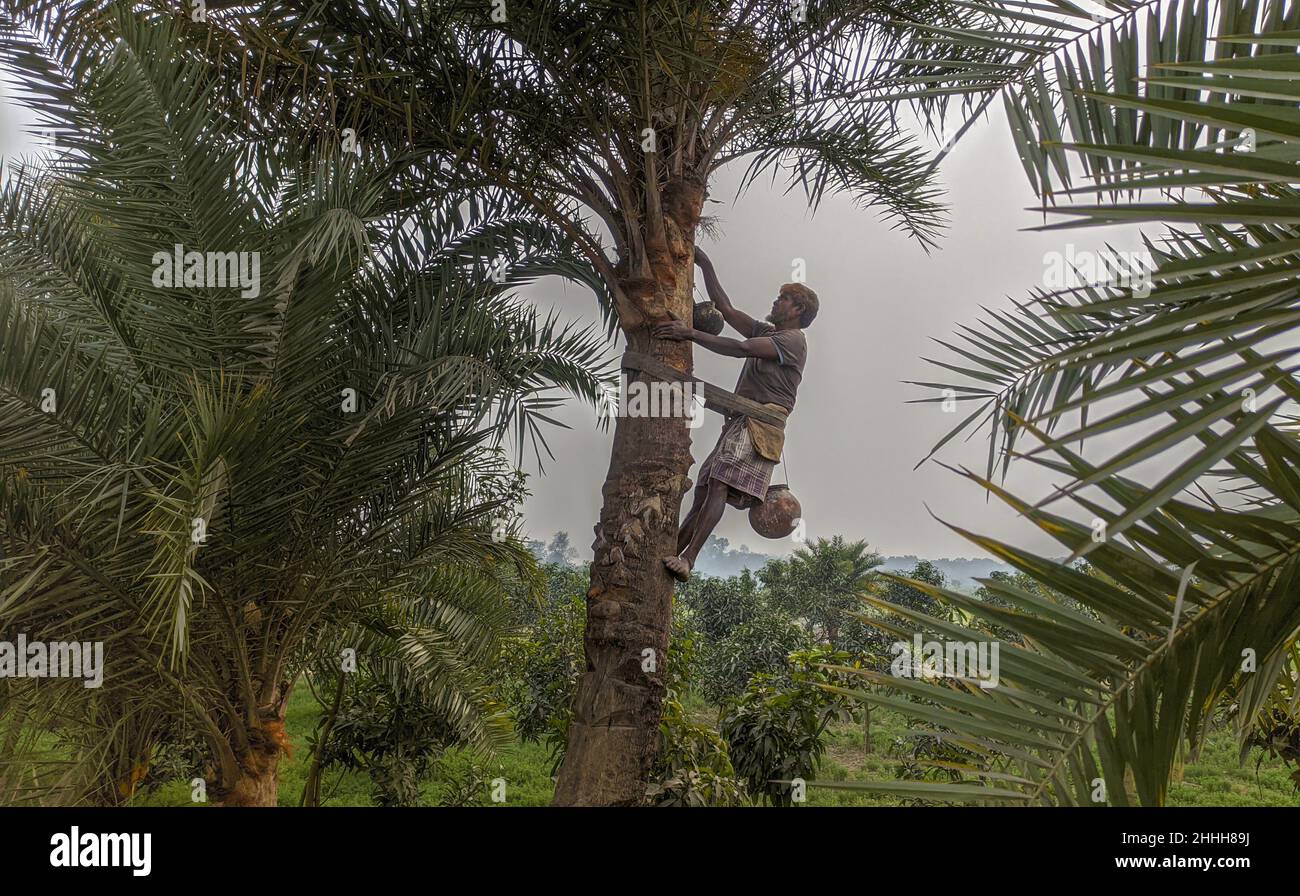 Sap of the date hi-res stock photography and images - Alamy