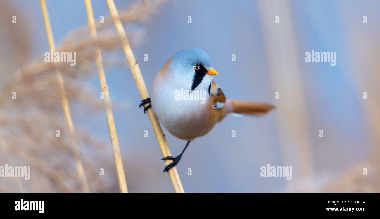 Bearded parrotbill hi-res stock photography and images - Alamy