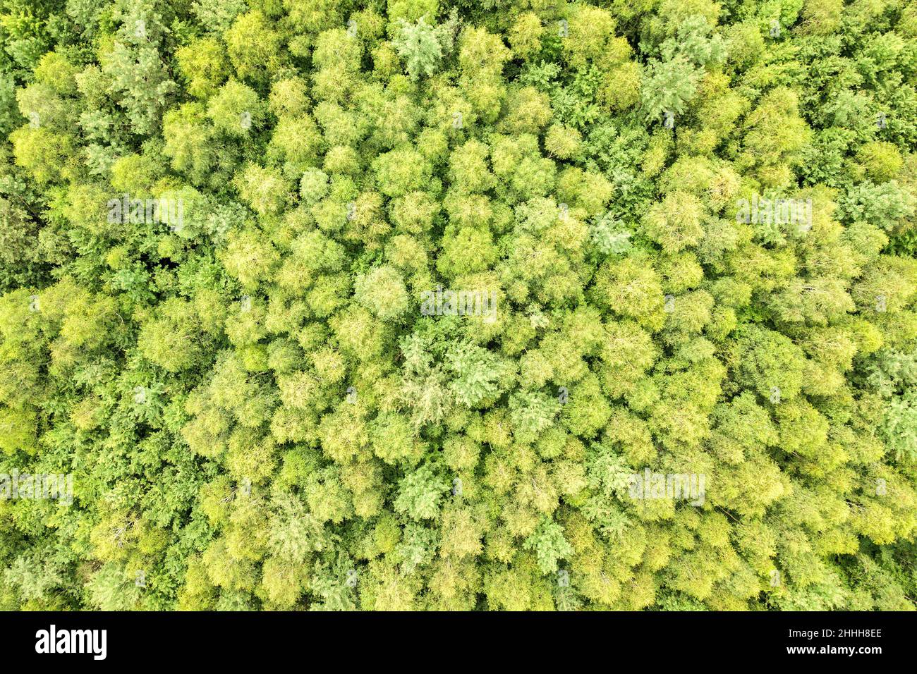 Top down aerial view of green summer forest with canopies of many fresh ...