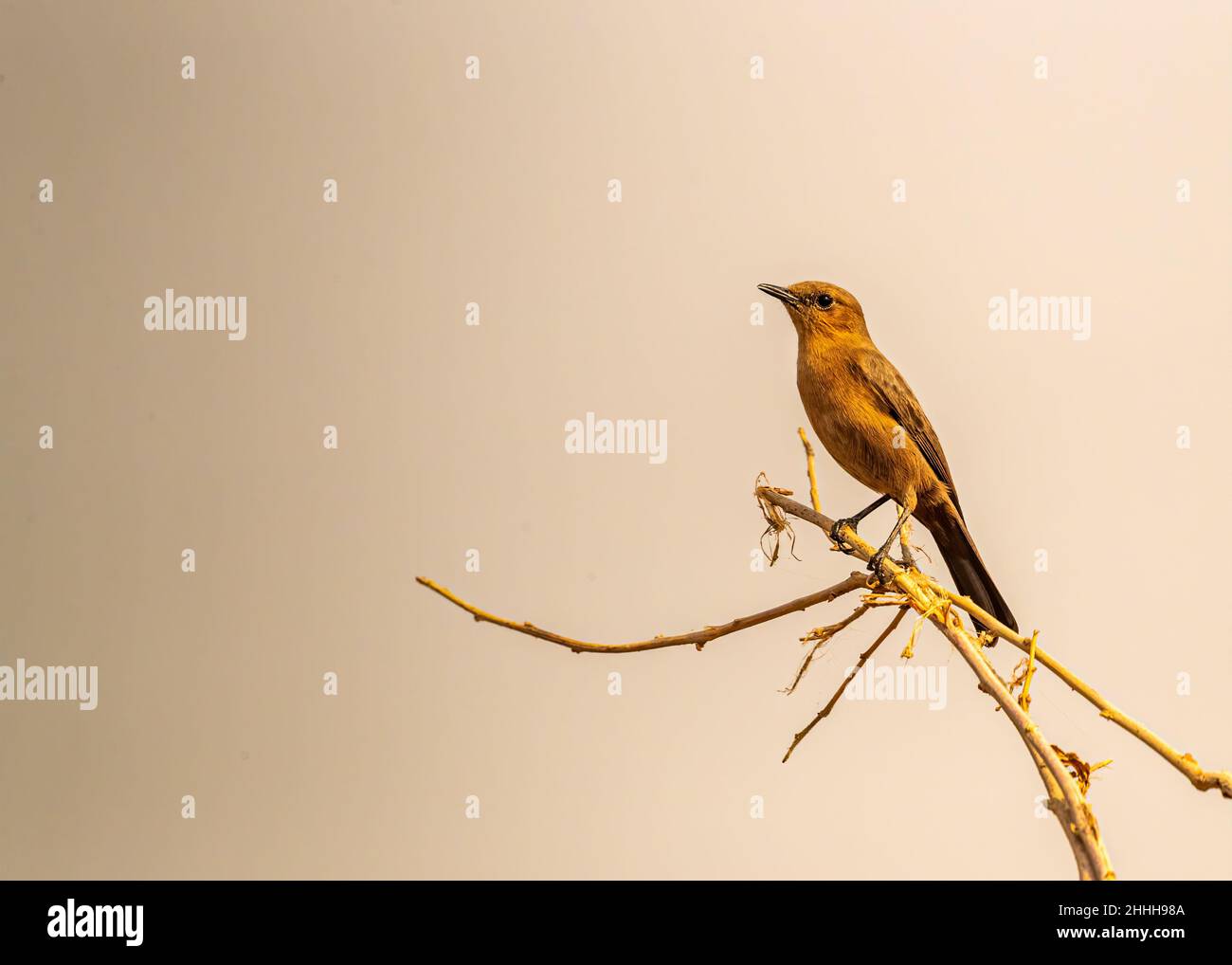 Brown Rock Chat perching on a plant and resting Stock Photo - Alamy
