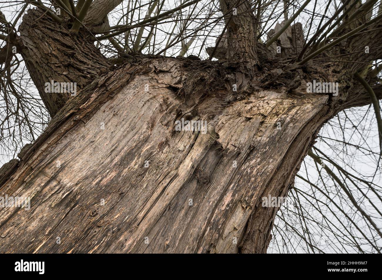 rugged old tree surviving climate change Stock Photo - Alamy
