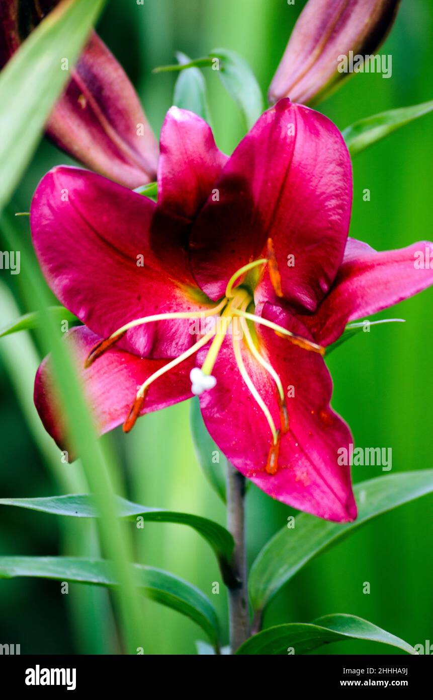 Crimson lily hi-res stock photography and images - Alamy
