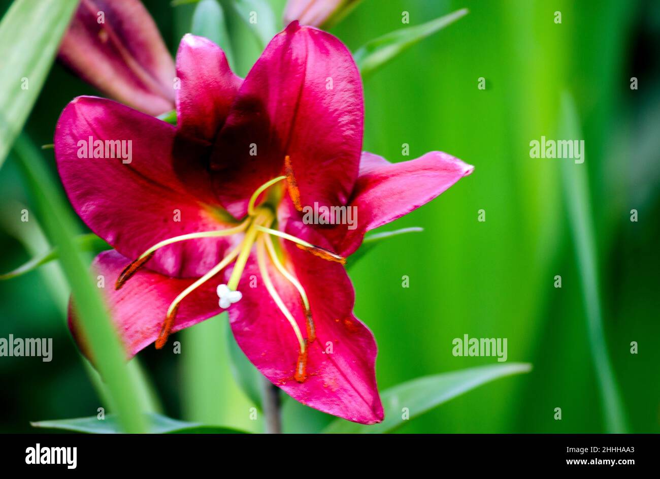 Crimson lily flower close up in the garden Stock Photo - Alamy