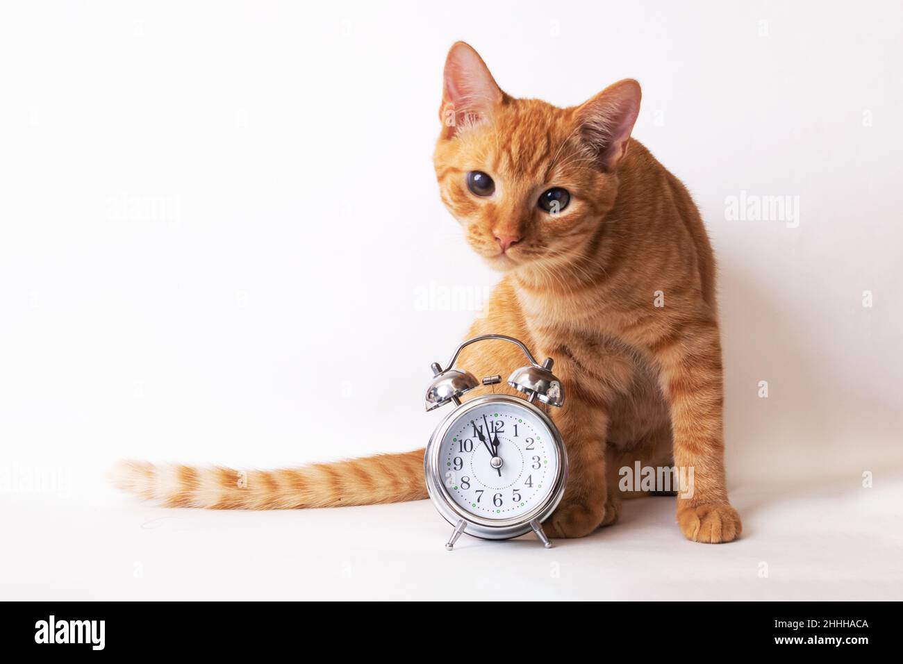 Kitten and metallic alarm clock isolated on white background Stock ...