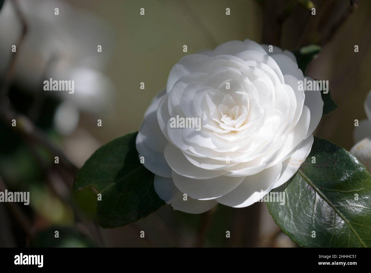 Close up camelia hi-res stock photography and images - Alamy
