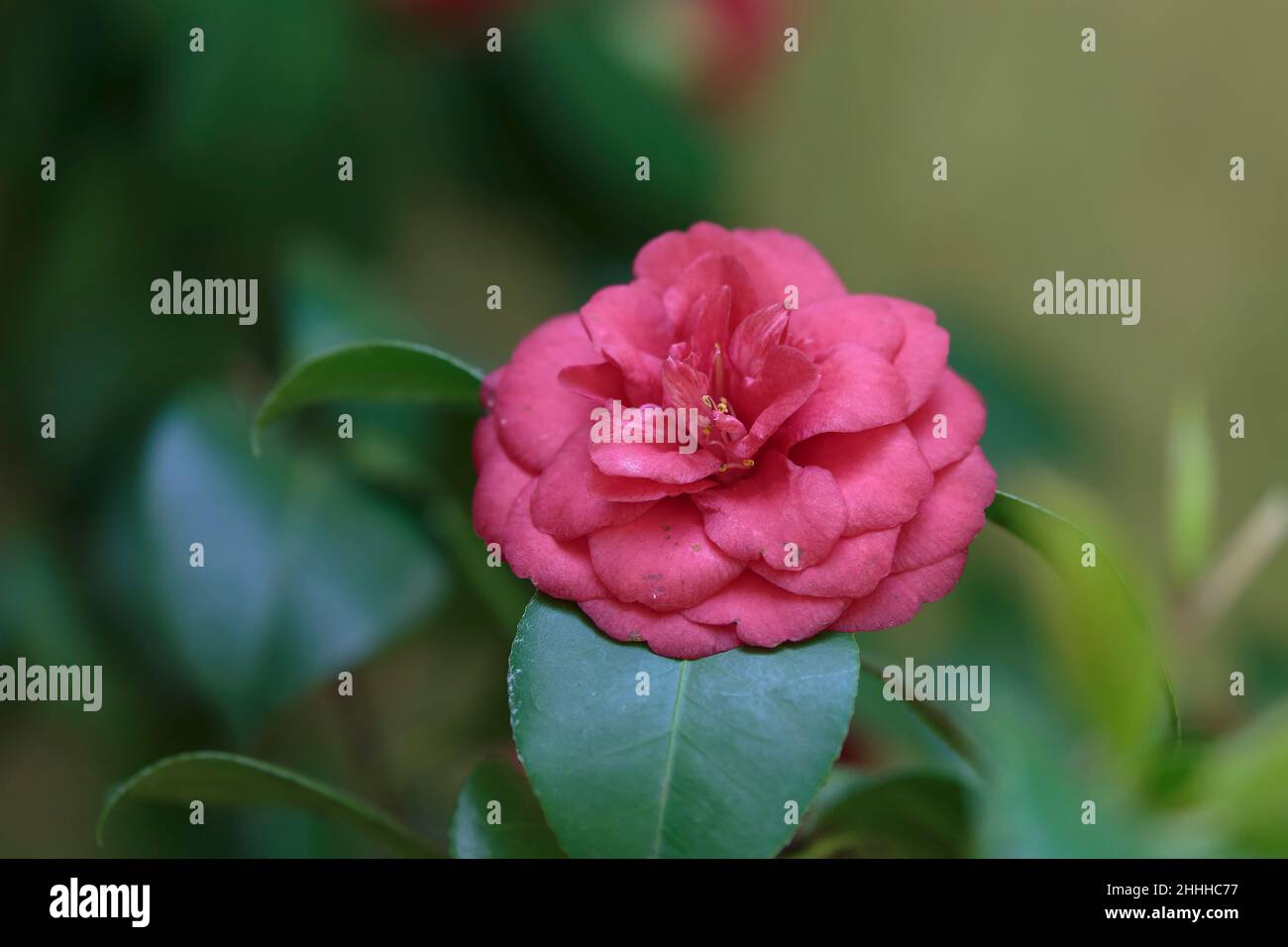 close-up of camelia flower in a botanical garden Stock Photo - Alamy