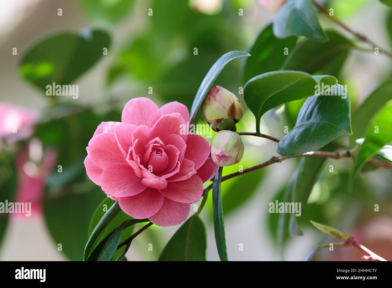 close-up of camelia flower in a botanical garden Stock Photo - Alamy