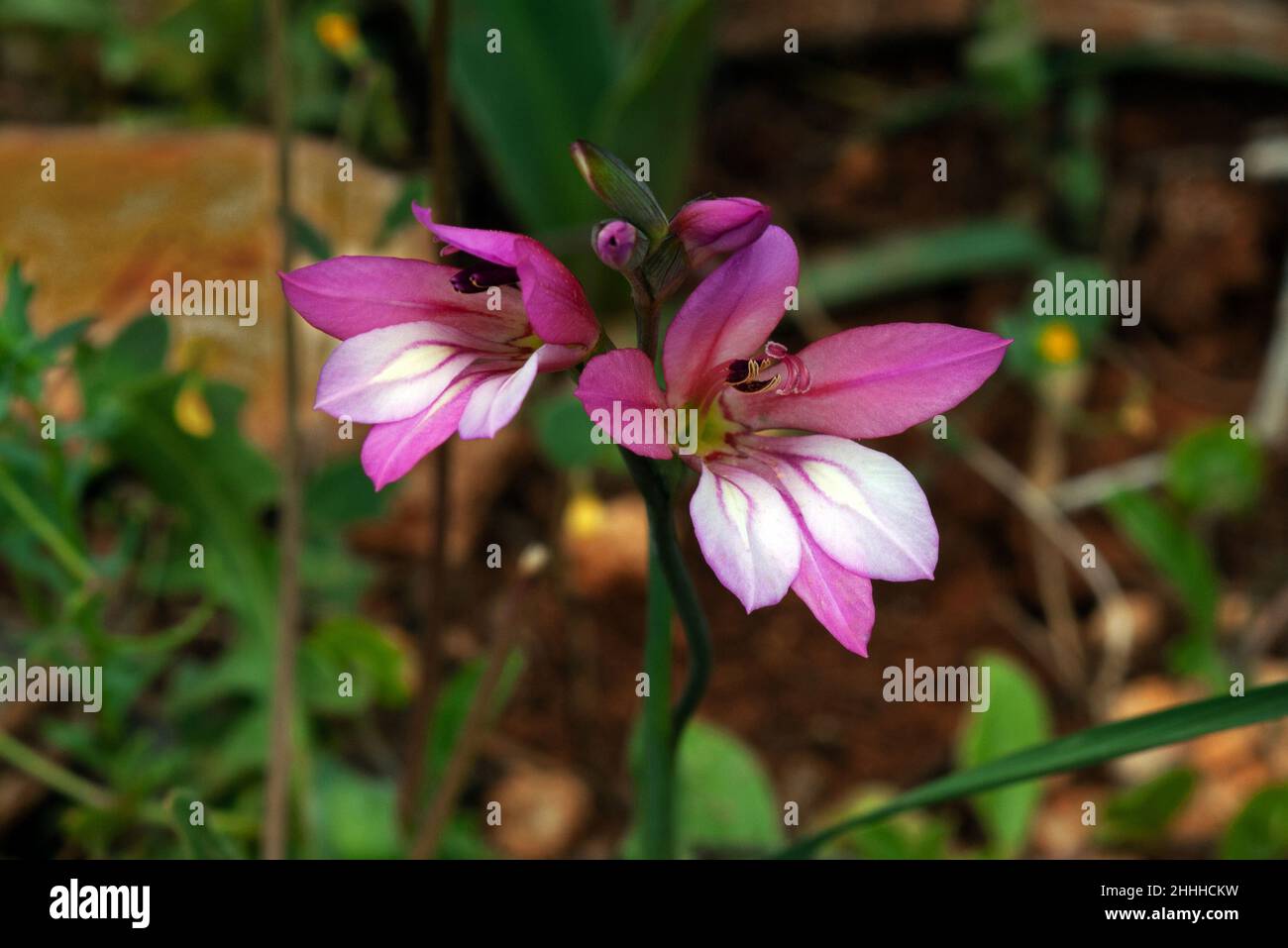 Plant growing in maquis and garigue hi-res stock photography and images ...