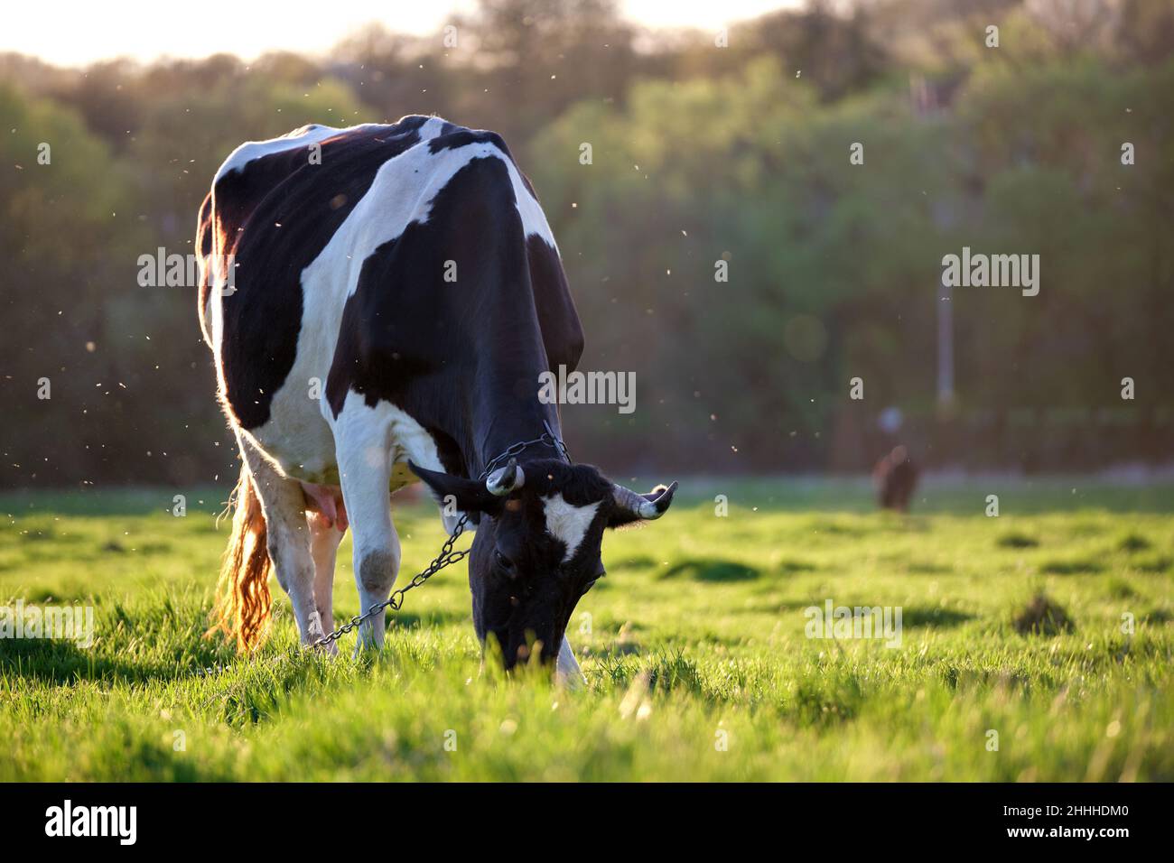 Milk cow grazing on green farm pasture on summer day. Feeding of cattle ...