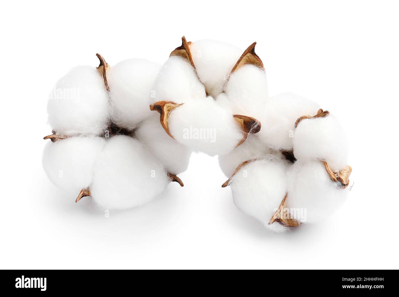 Cotton flowers isolated on white background Stock Photo - Alamy