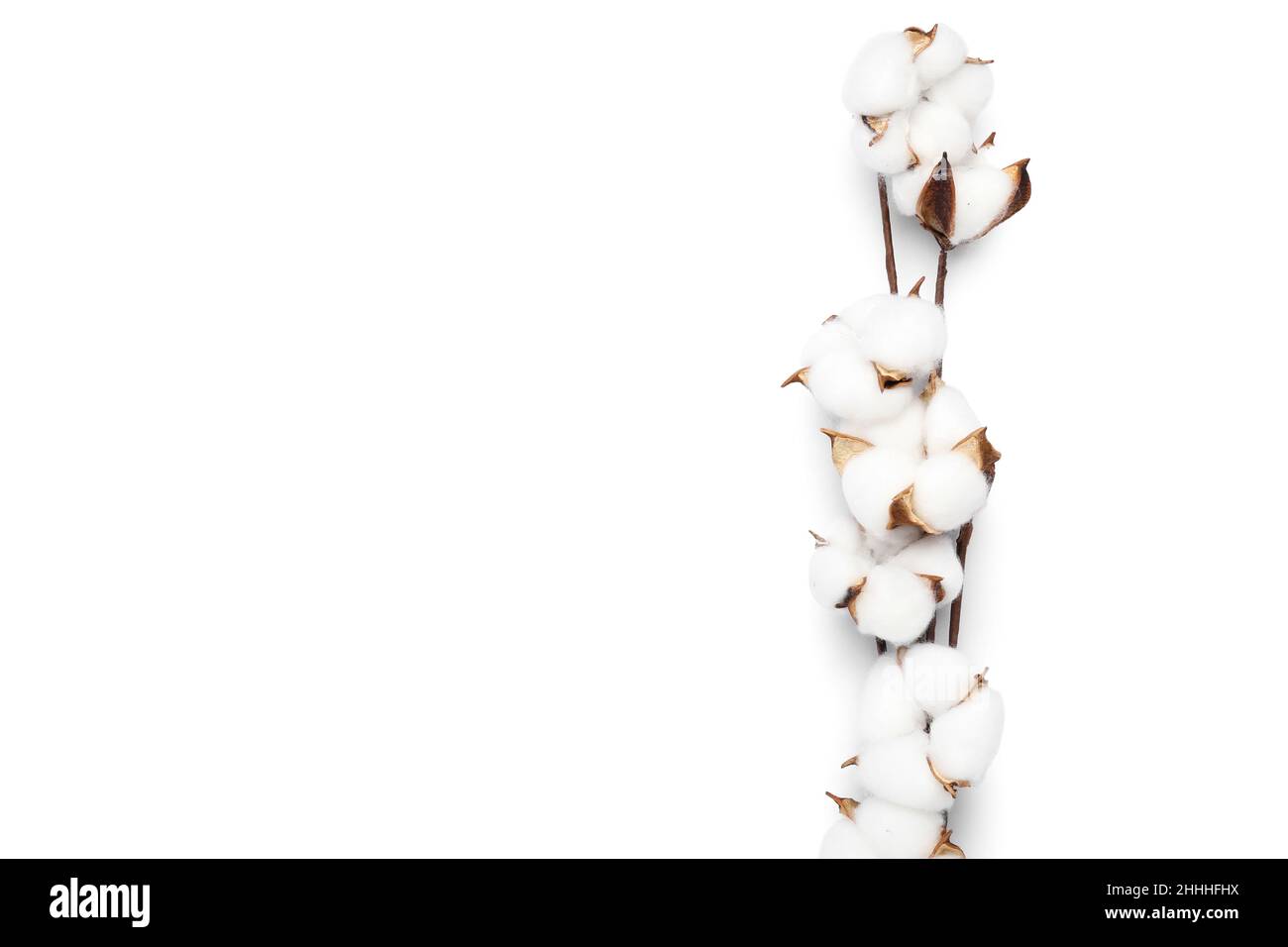 Branches of beautiful cotton flowers on white background Stock Photo ...