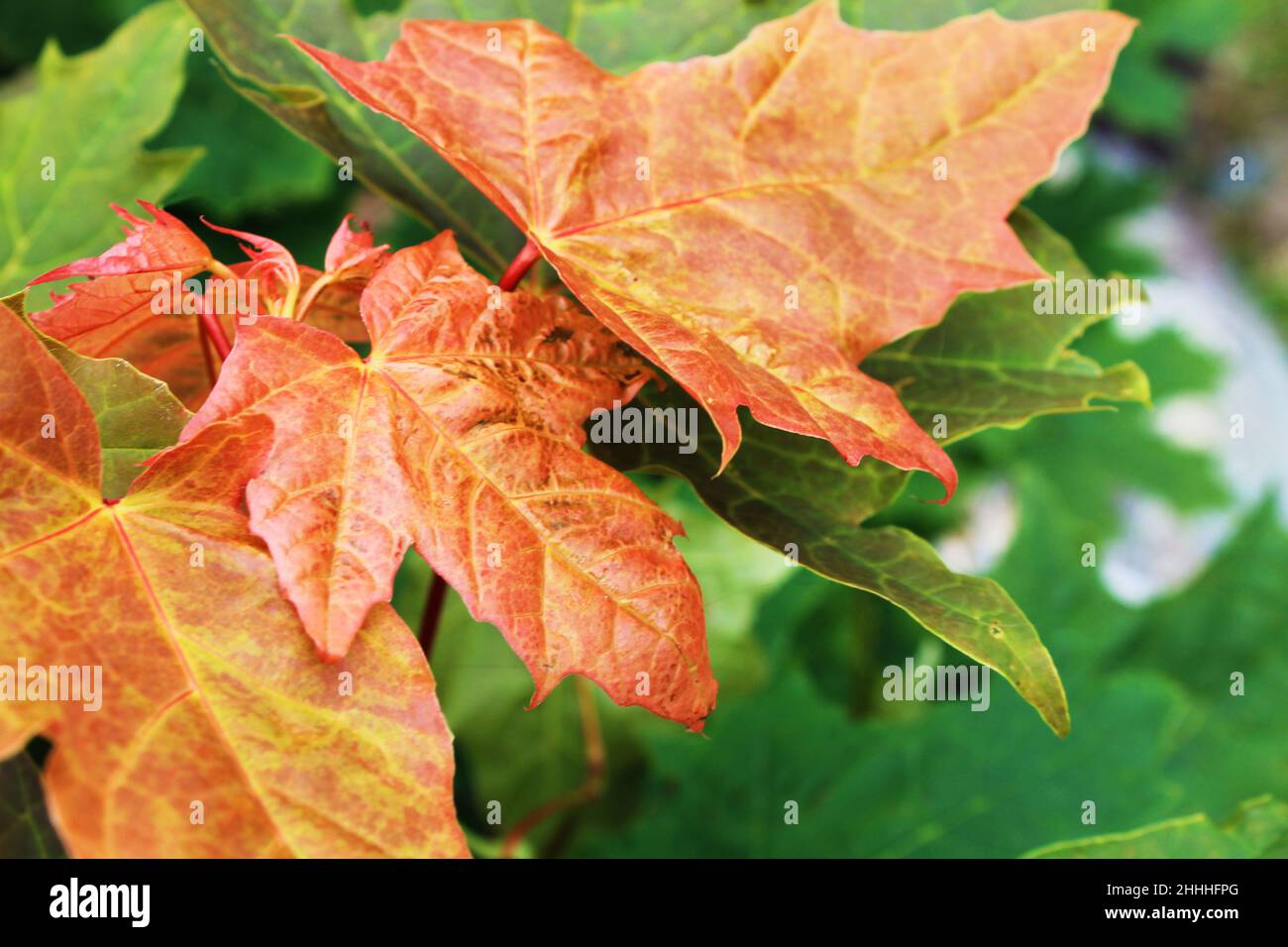 Deciduous leaves on branch tree hi-res stock photography and images - Alamy