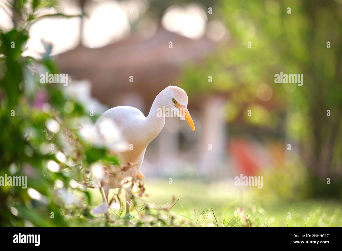 White cattle egret wild bird, also known as Bubulcus ibis walking on ...