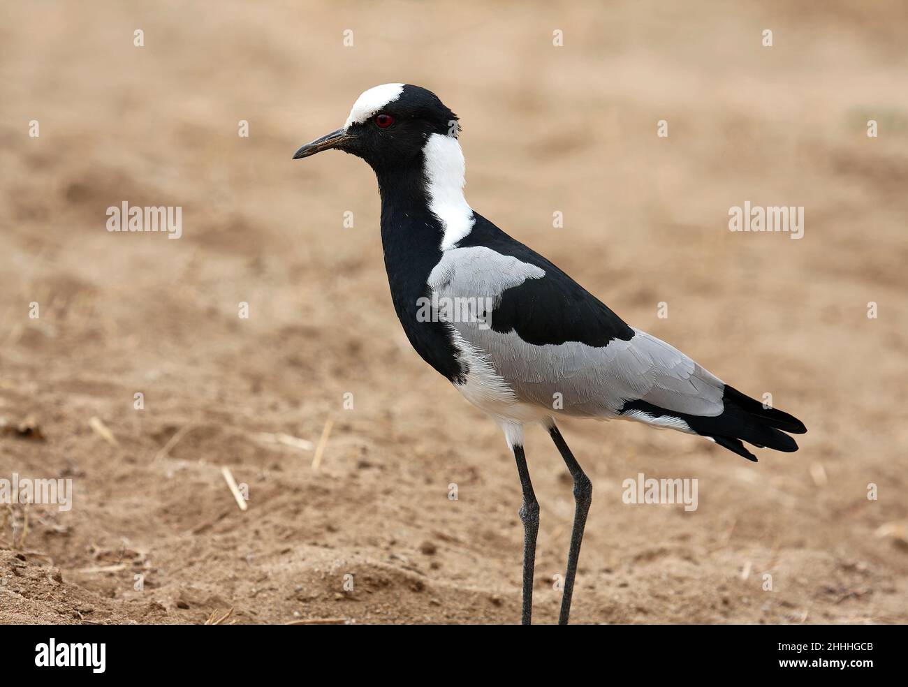 Blacksmith lapwing, bird; black, grey, white, long legs, wildlife ...