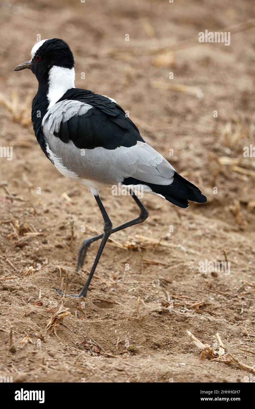 Blacksmith lapwing, walking away, bird; black, grey, white, long legs ...