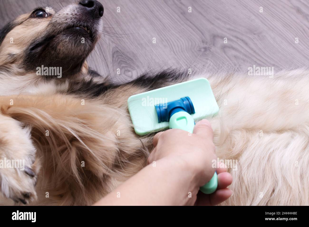 Fluffy dog combed out with a slicker Stock Photo - Alamy