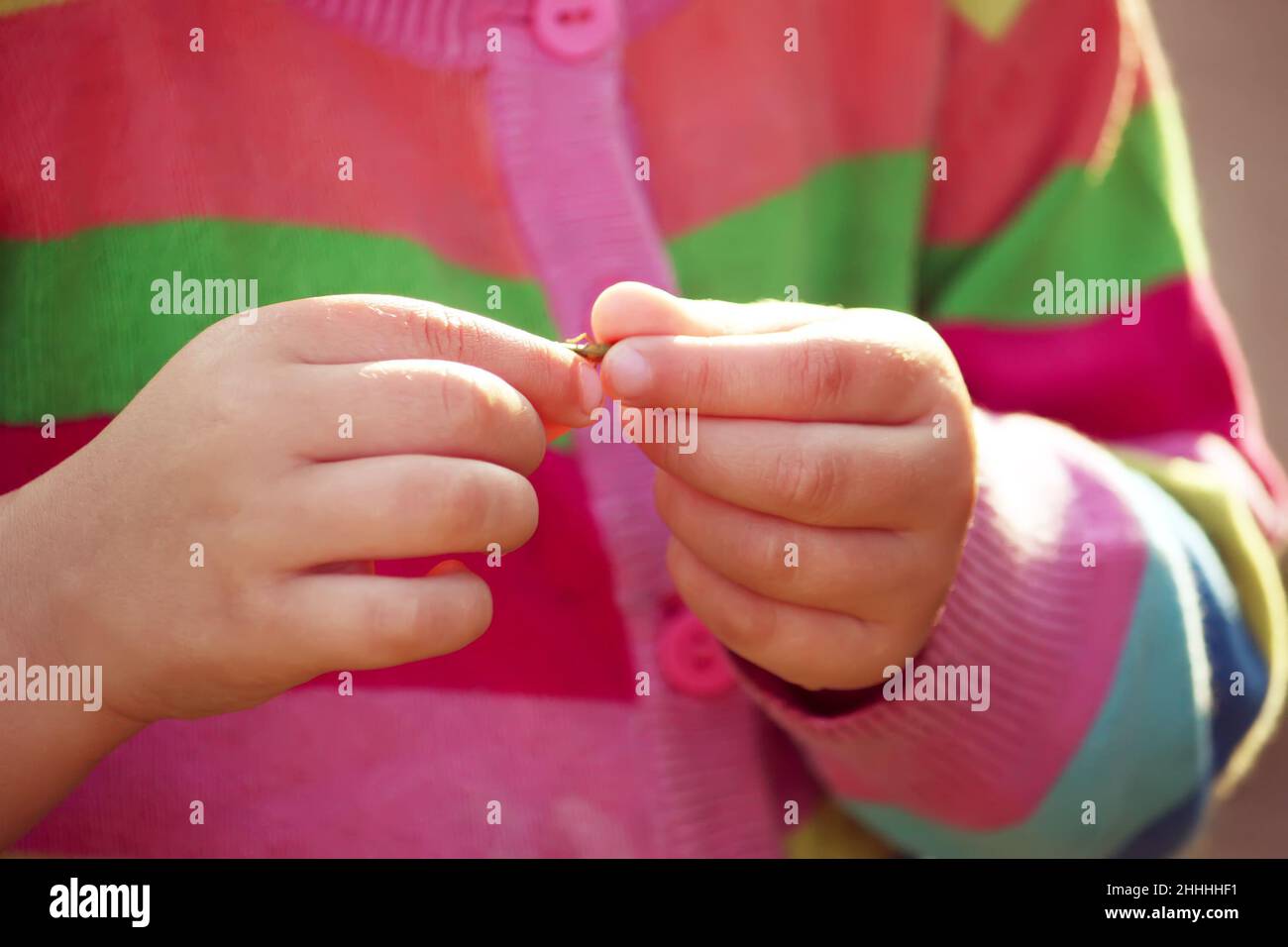 Child's hands with a small beetle Stock Photo - Alamy
