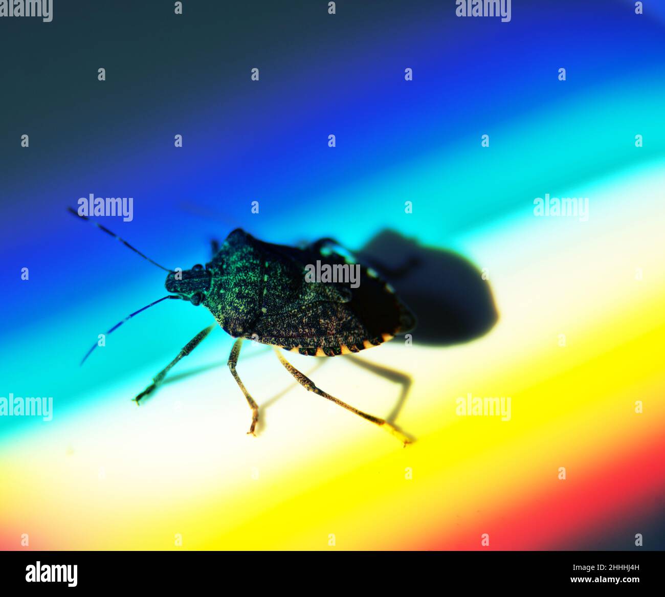 Garden insect dolycoris baccarum in rainbow rays of sun. Concept of ...