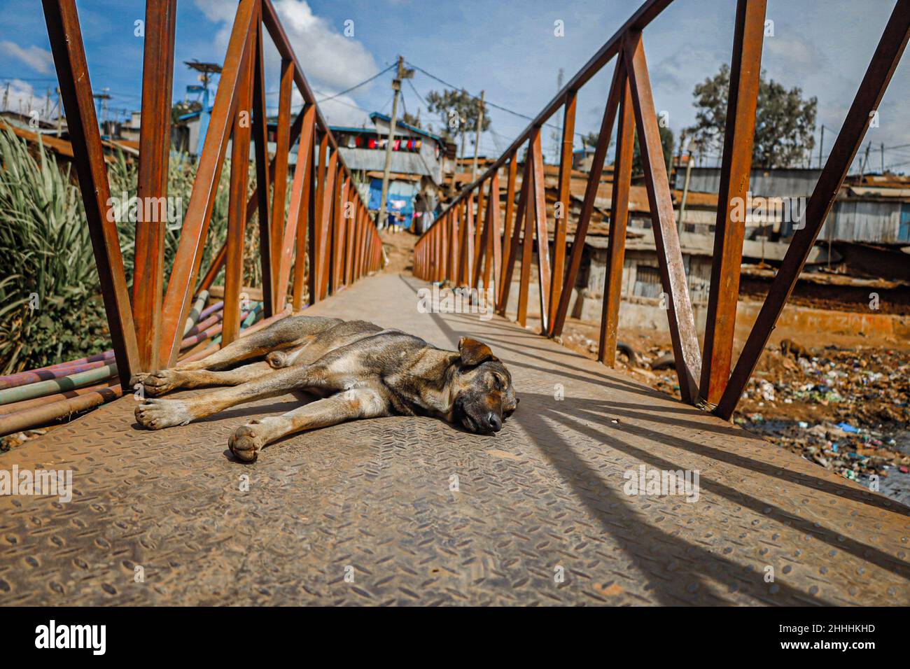 A dog sleeps on a local bridge in Kibera Slums, Nairobi. In a home ...