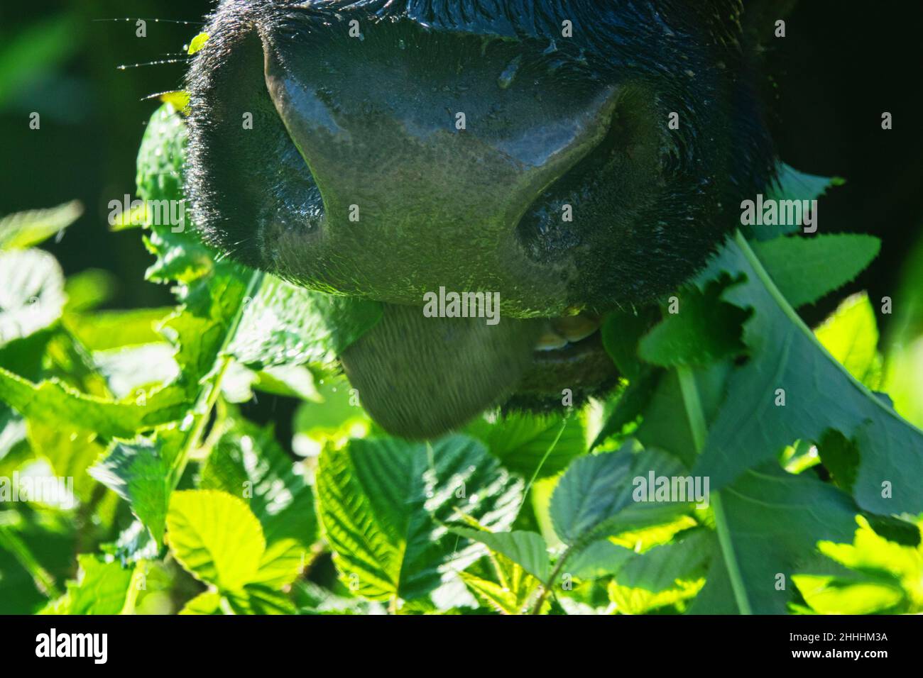 Close-up of a black chewing cow's face, masticate the grass Stock Photo ...