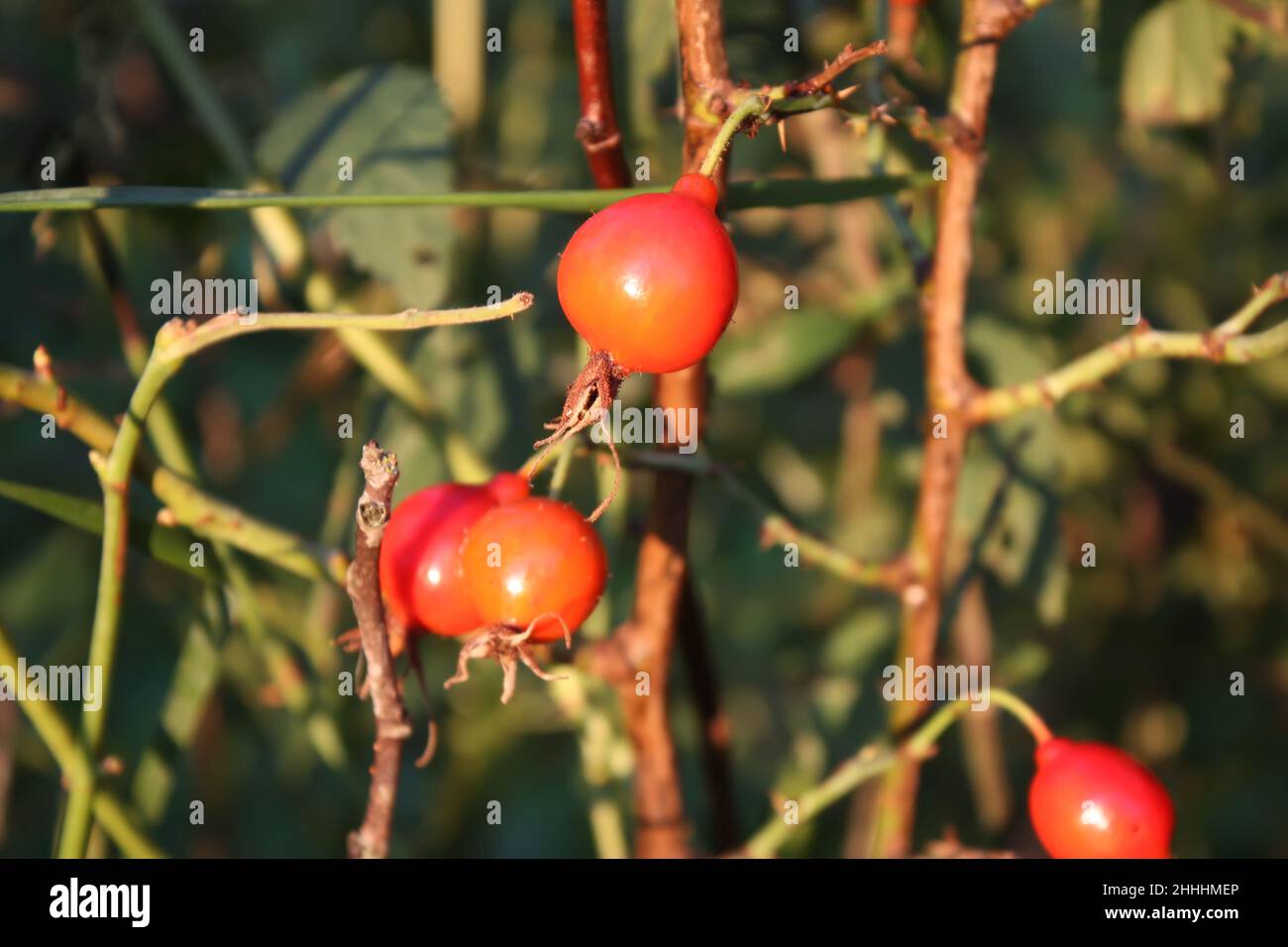 Dog rose plant. Rosa canina with red berries Stock Photo - Alamy