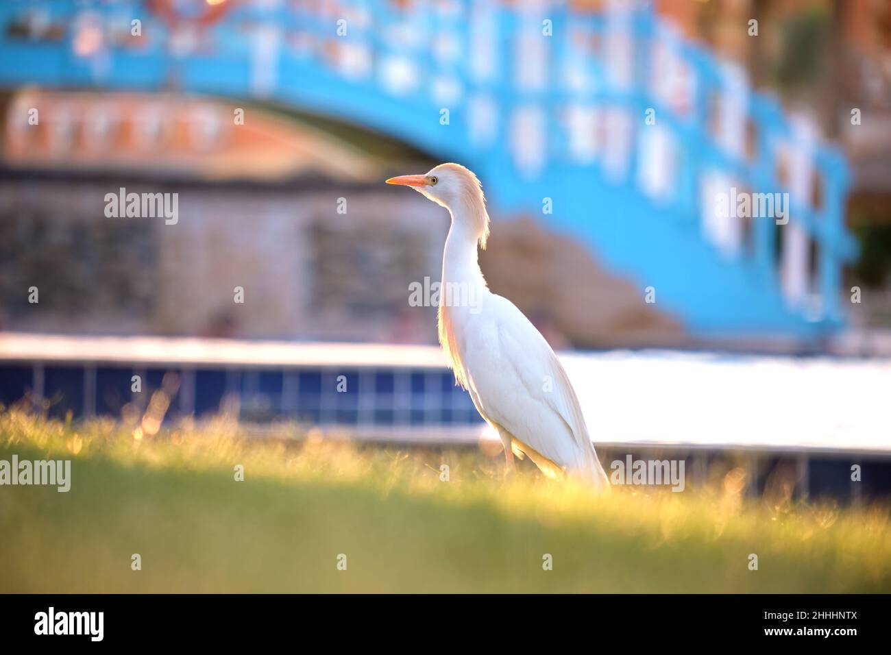 White cattle egret wild bird, also known as Bubulcus ibis walking on ...