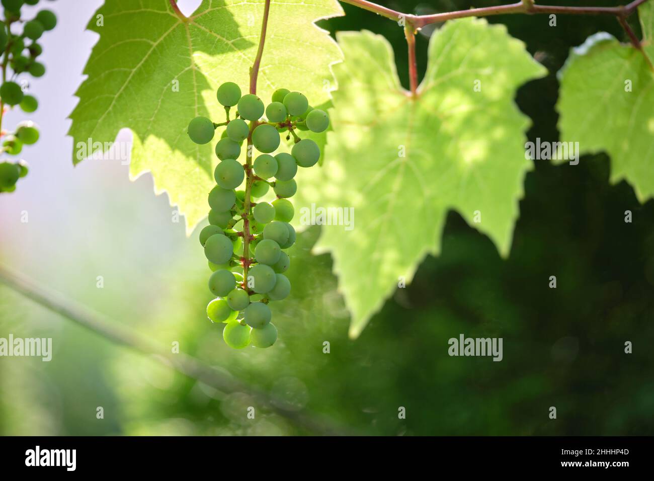 Green sprouts of grape branch growing in vine yard in spring garden ...