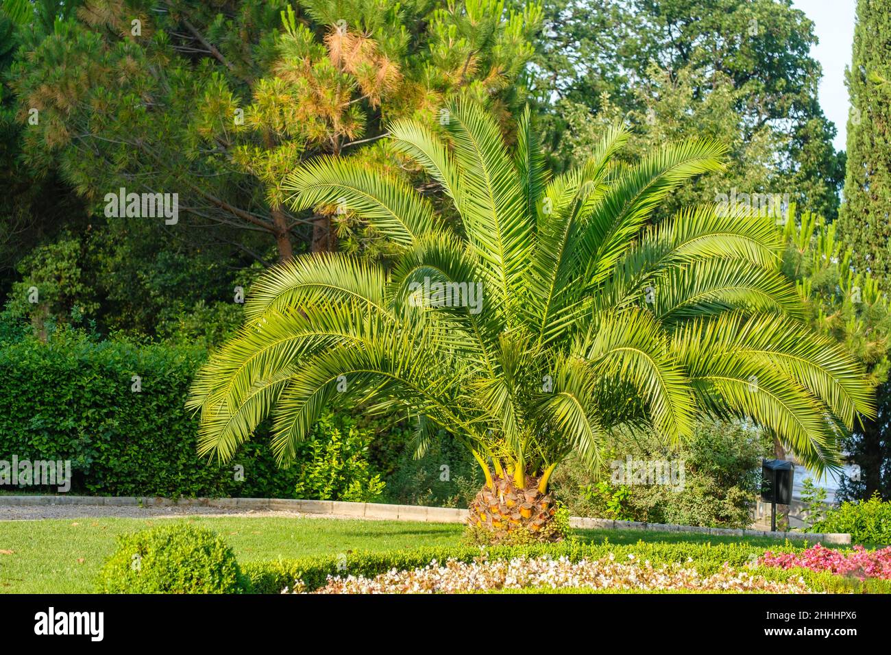 Big palm tree with lush green branches grows among soft grass in ...