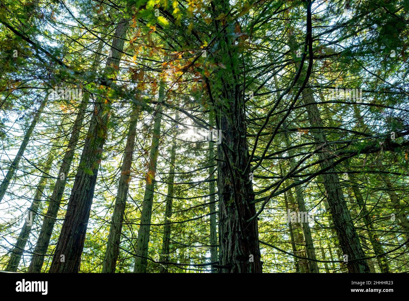 Low-angle view of canopy of redwood trees at Tilden Regional Park ...