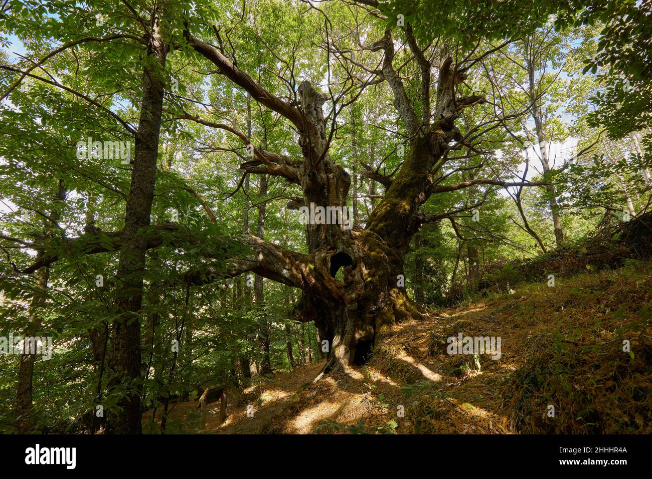 Ancient chestnut trees in hi-res stock photography and images - Alamy