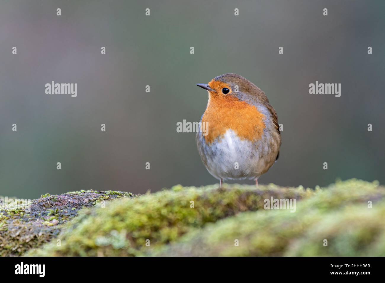 European Robin redbreast, Erithacus rubecula in a natural UK woodland ...