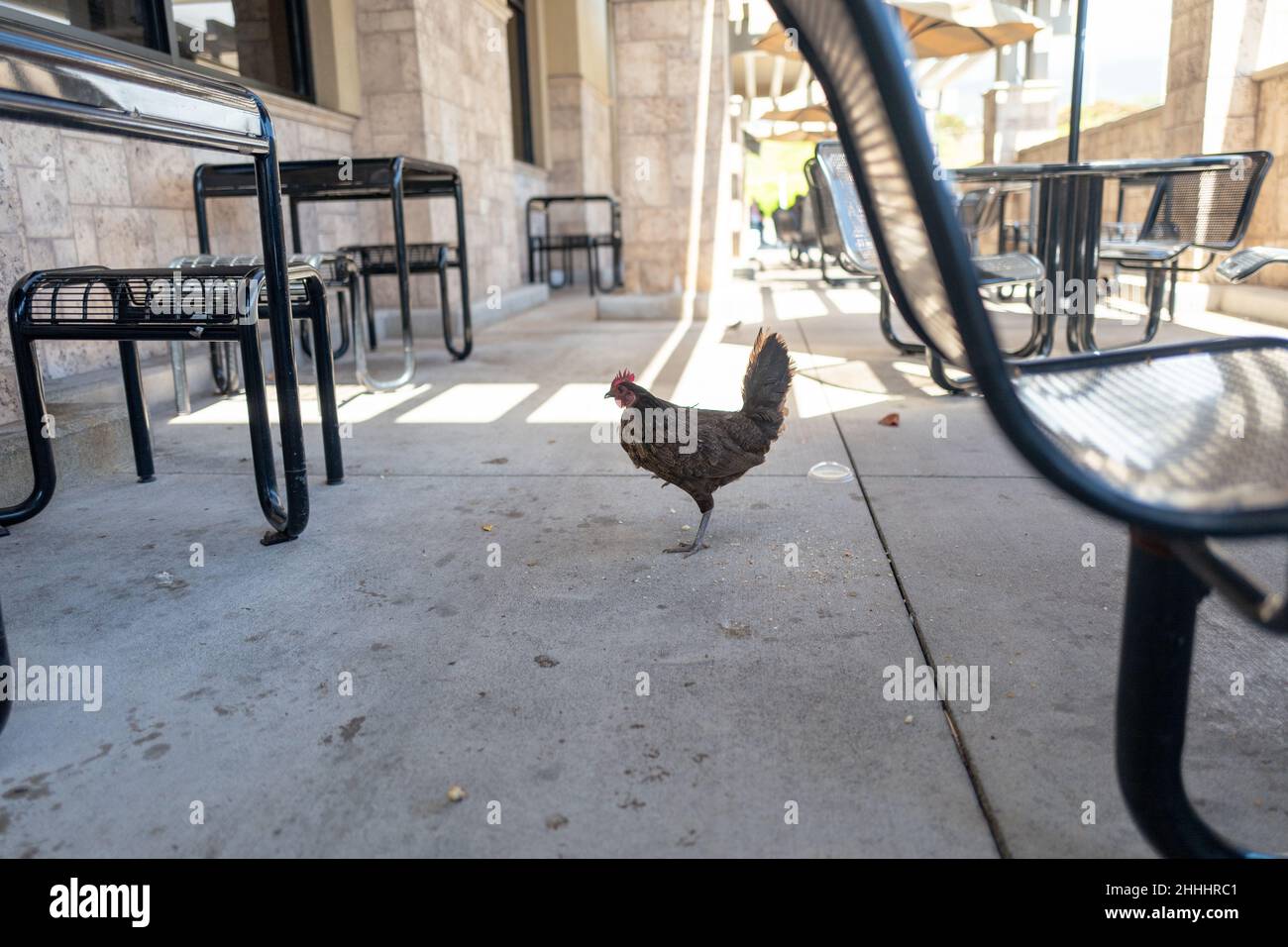 A feral chicken is visible in Safeway supermarket dining area on Maui ...