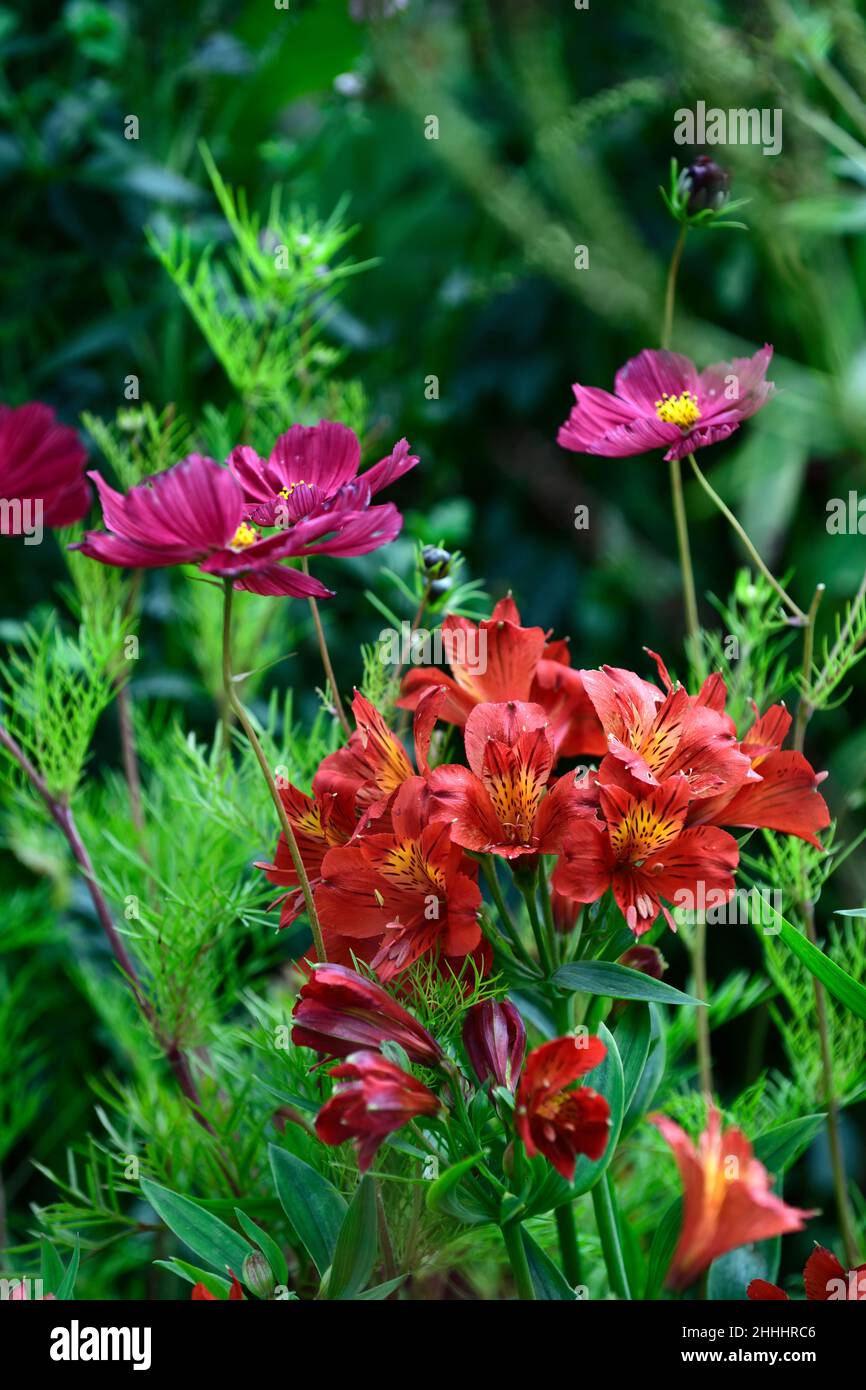 Alstroemeria,peach orange flowers, cosmos sensation, purple and orange ...