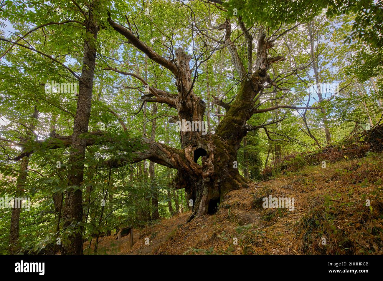 ancient chestnuts trees in a forest Stock Photo - Alamy