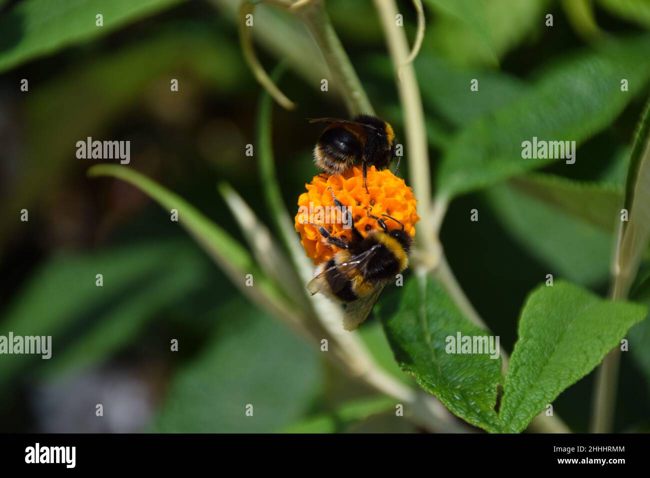 Bumblebees pollinate an orange ball tree flower (Buddleja globosa) in ...